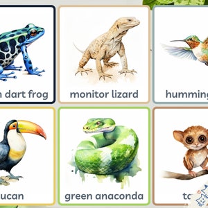 30 Rainforest Animals Flash Cards, Jungle Animals Flash Cards ...