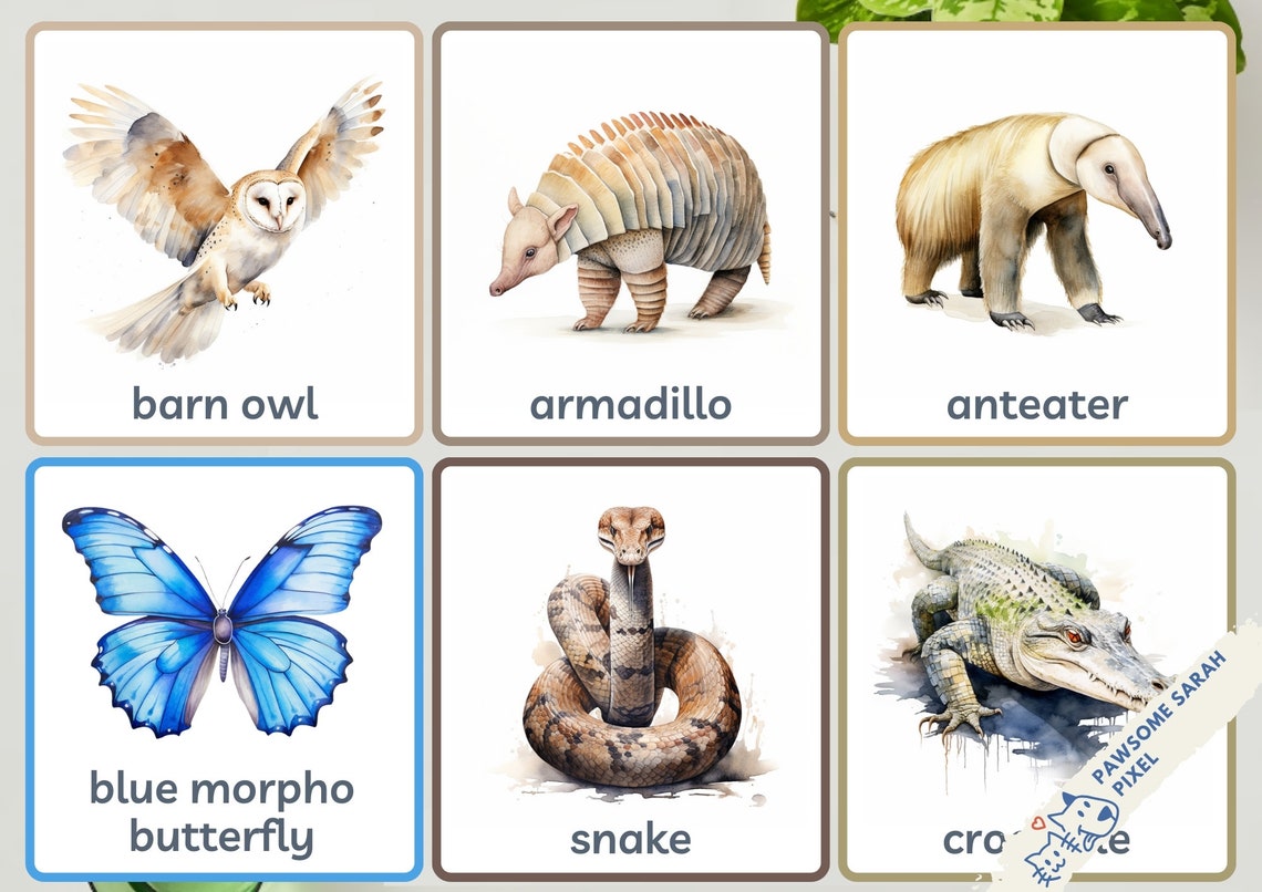 30 Rainforest Animals Flash Cards, Jungle Animals Flash Cards ...