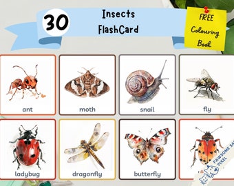 32 Insects Flash Cards, Montessori Flash Cards, Preschool Activity ...