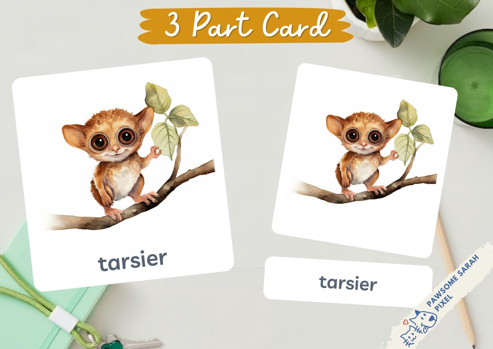 30 Rainforest Animals Flash Cards, Jungle Animals Flash Cards ...
