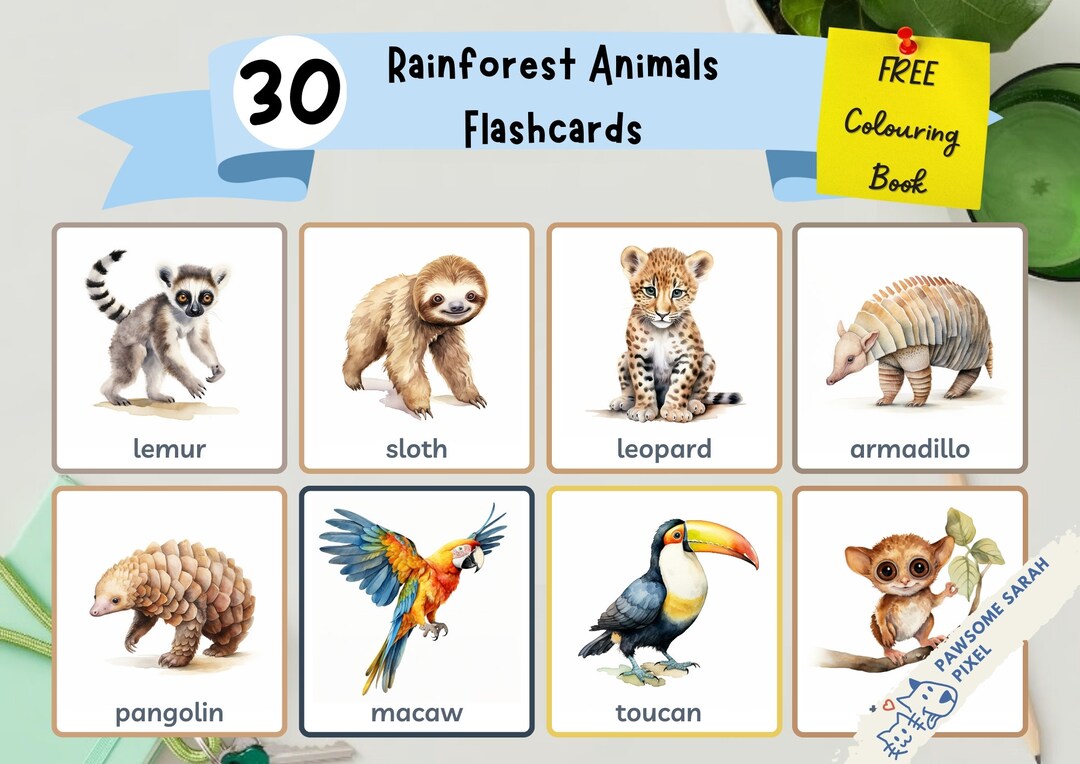 30 Rainforest Animals Flash Cards, Jungle Animals Flash Cards ...