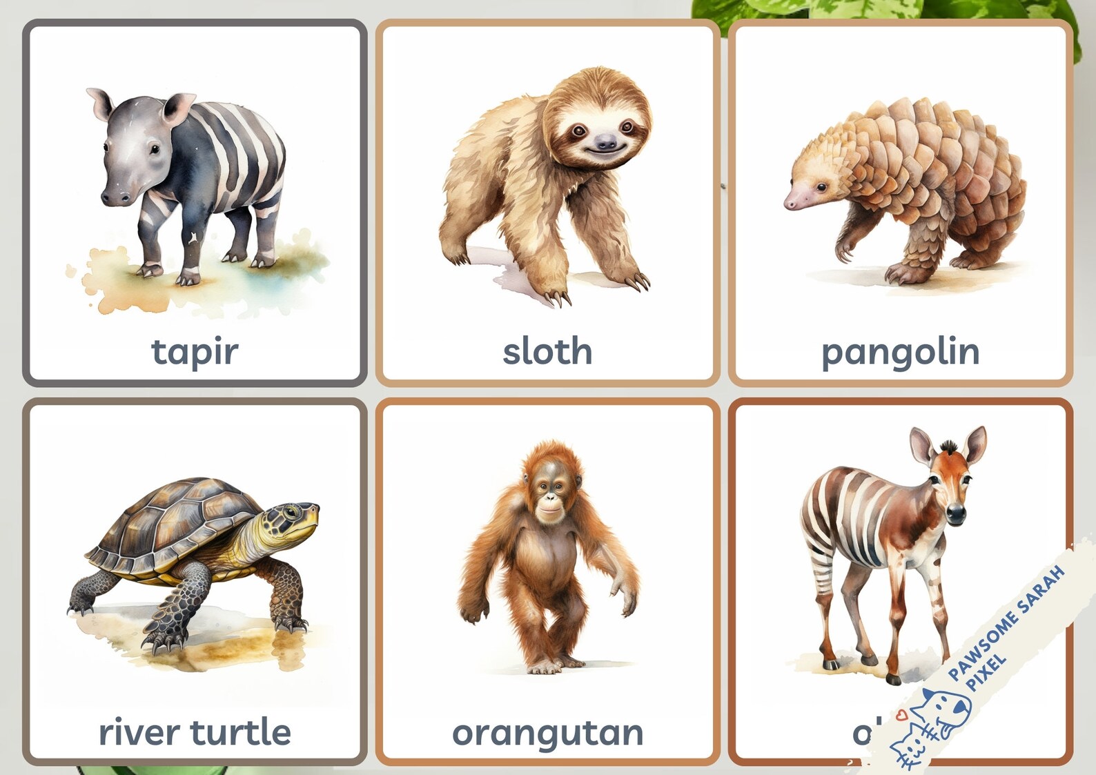 30 Rainforest Animals Flash Cards, Jungle Animals Flash Cards ...