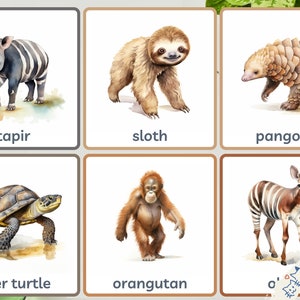 30 Rainforest Animals Flash Cards, Jungle Animals Flash Cards ...
