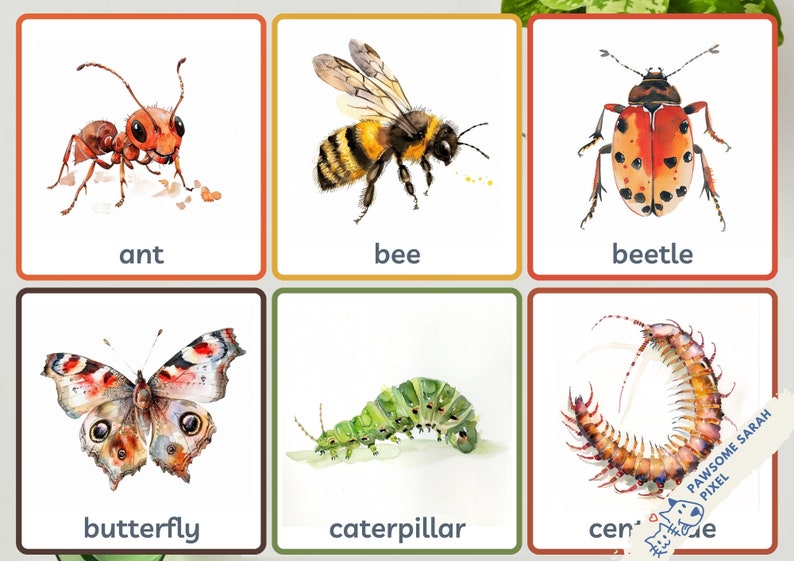 30 Insects Flash Cards, Montessori Flash Cards, Pre-school Cards ...