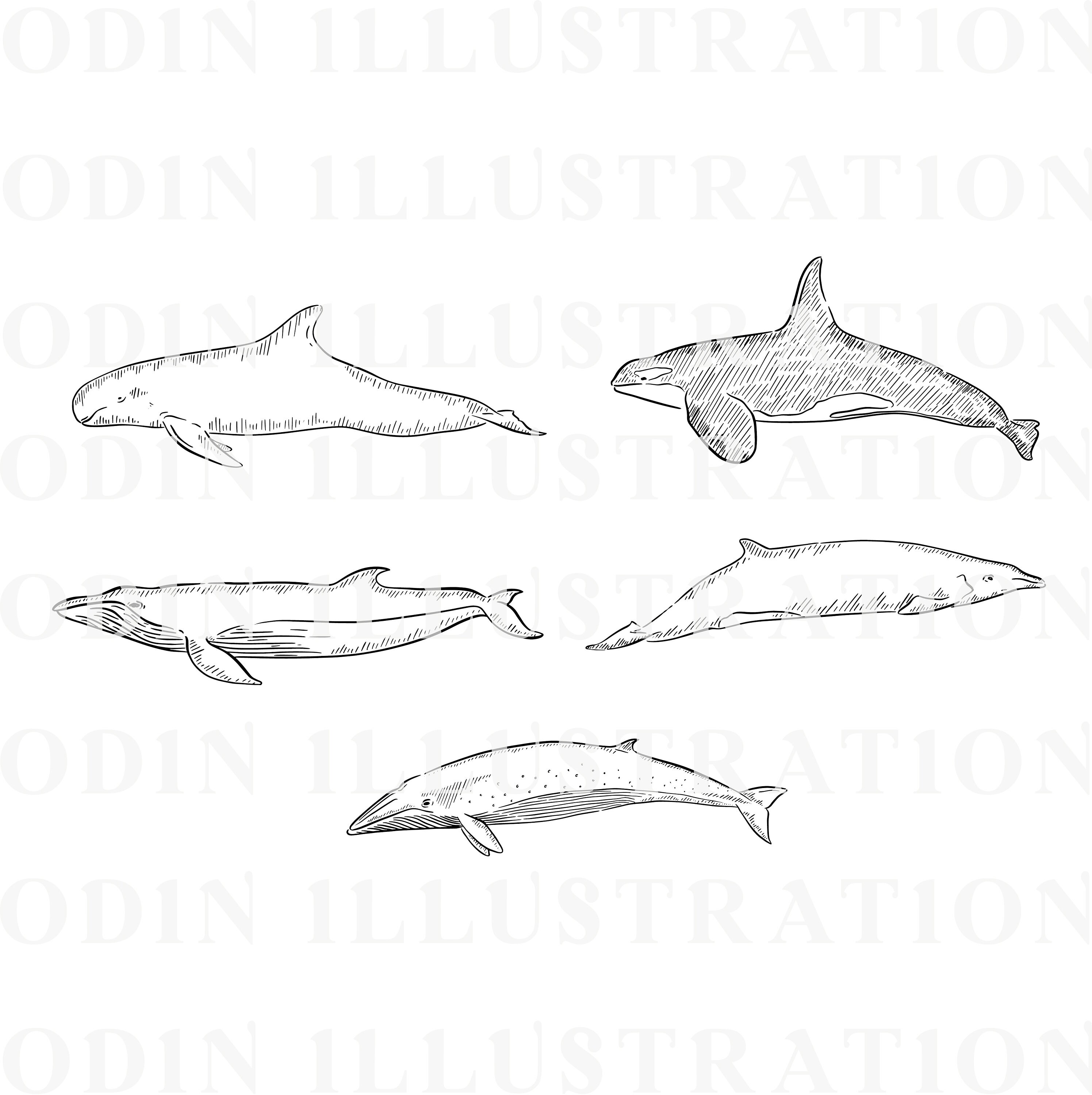 Line Drawn Whales, 20 Png, Svg, Dxf & Eps Files at 300 Dpi, Sea Life ...