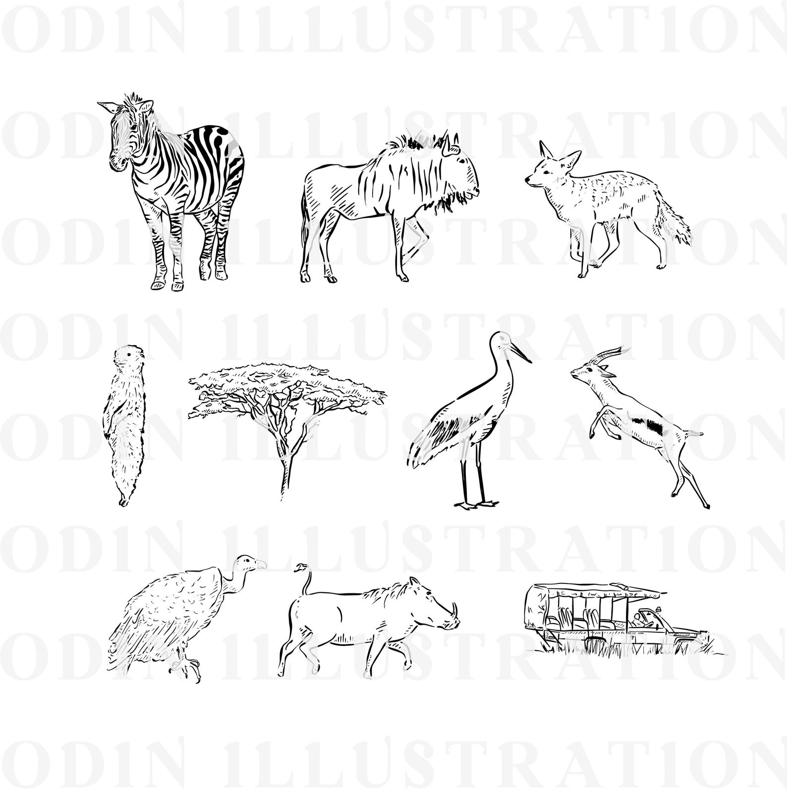 Safari Digital Illustrations, Line Drawn Clipart, 40 Png Files, Eps ...
