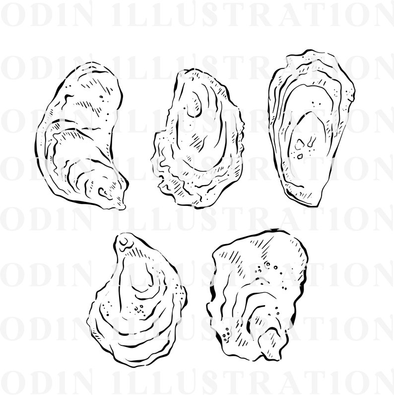 Oysters Line Drawn Clipart Bundle, Shellfish Illustrations, Instant ...