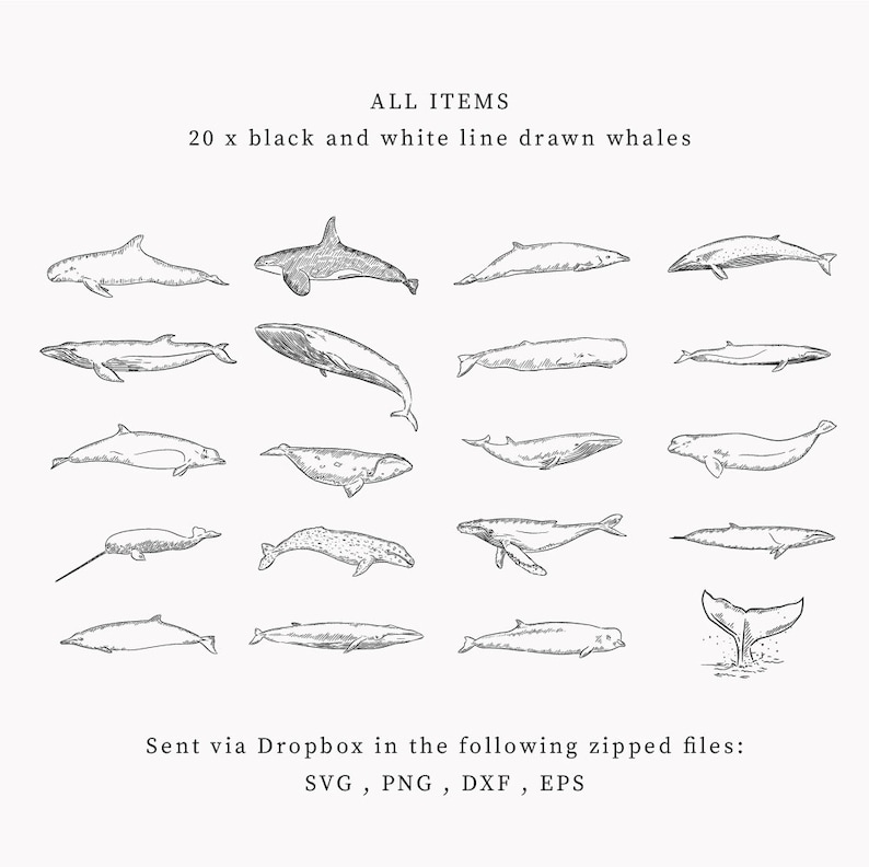 Line Drawn Whales, 20 Png, Svg, Dxf & Eps Files at 300 Dpi, Sea Life ...