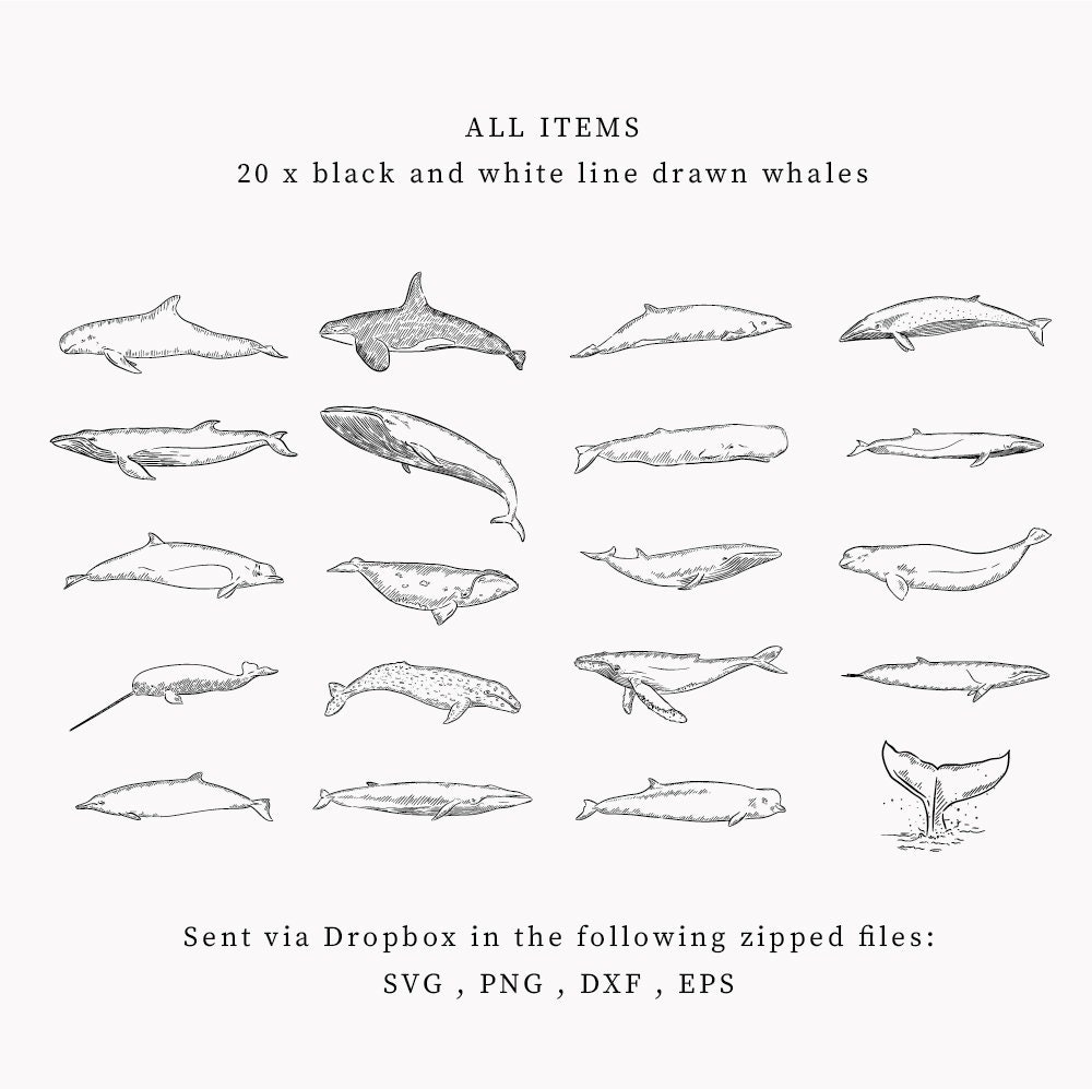 Line Drawn Whales, 20 Png, Svg, Dxf & Eps Files at 300 Dpi, Sea Life ...