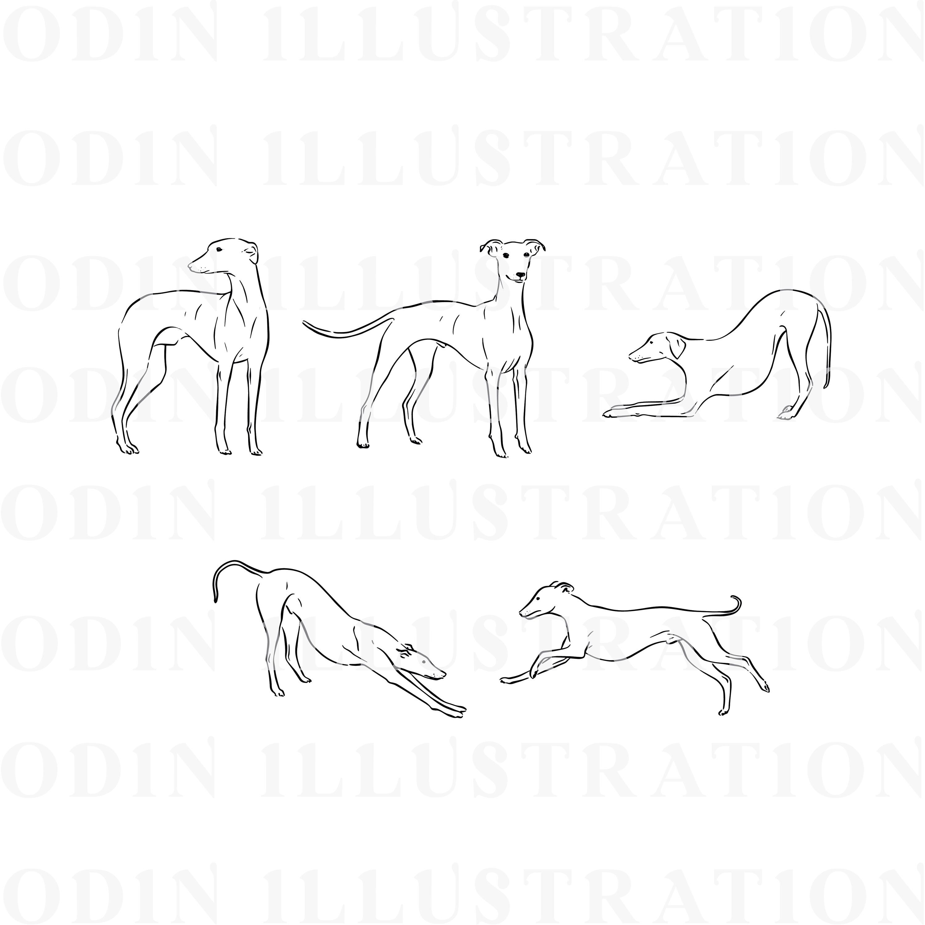 Hand Drawn Whippet Clipart, Greyhound Drawings, Printable Signthound ...