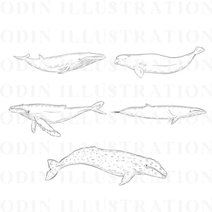 Line Drawn Whales, 20 Png, Svg, Dxf & Eps Files at 300 Dpi, Sea Life ...