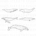 Line Drawn Whales, 20 Png, Svg, Dxf & Eps Files at 300 Dpi, Sea Life ...
