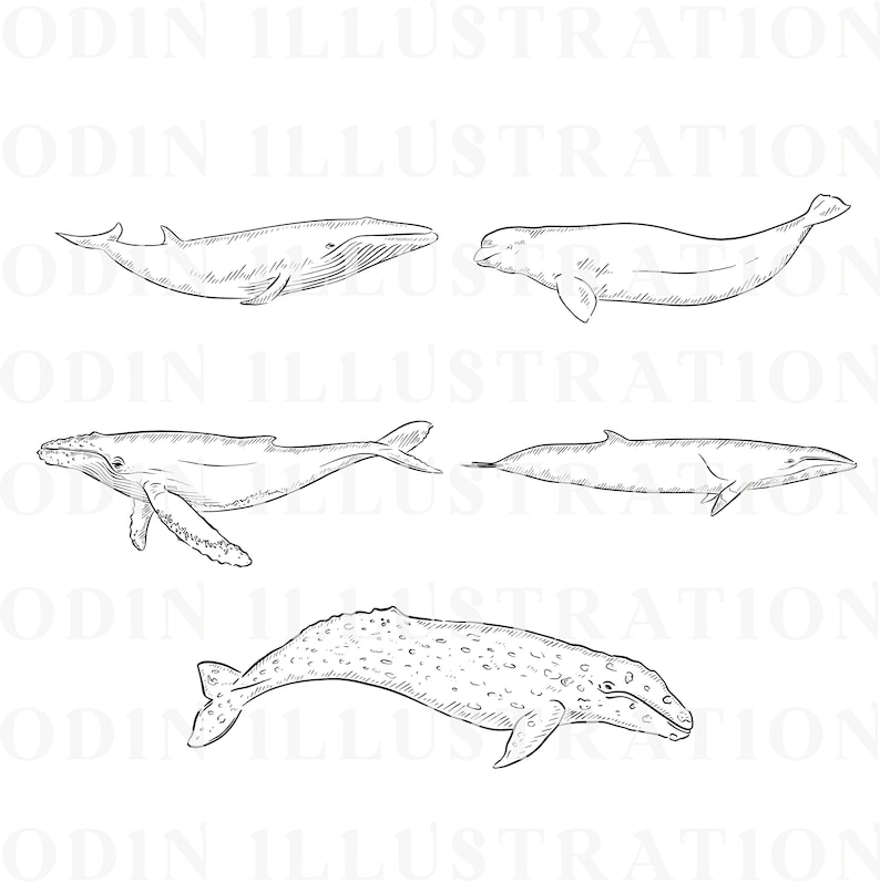 Line Drawn Whales, 20 Png, Svg, Dxf & Eps Files at 300 Dpi, Sea Life ...