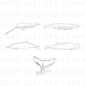 Line Drawn Whales, 20 Png, Svg, Dxf & Eps Files at 300 Dpi, Sea Life ...