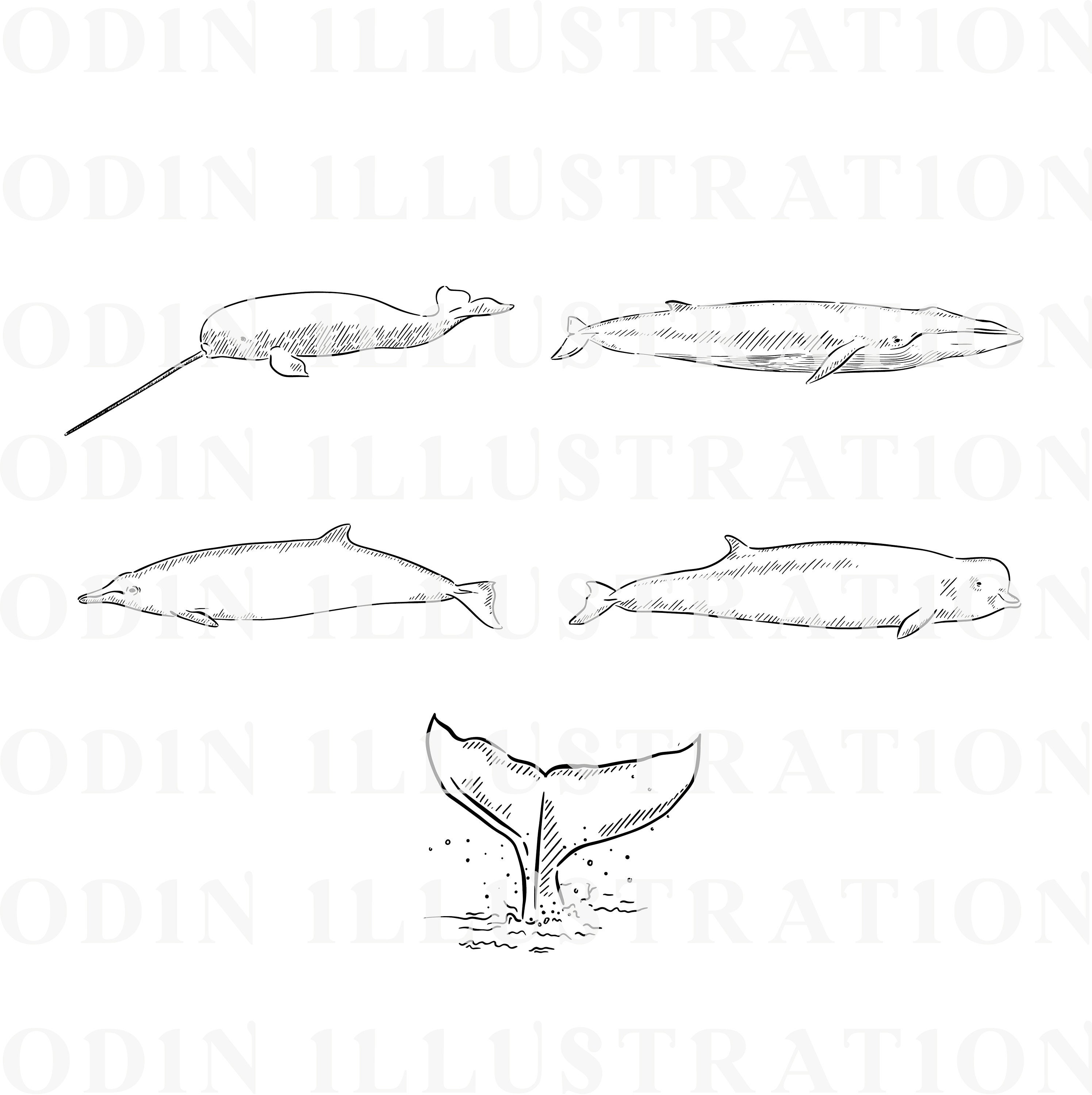 Line Drawn Whales, 20 Png, Svg, Dxf & Eps Files at 300 Dpi, Sea Life ...