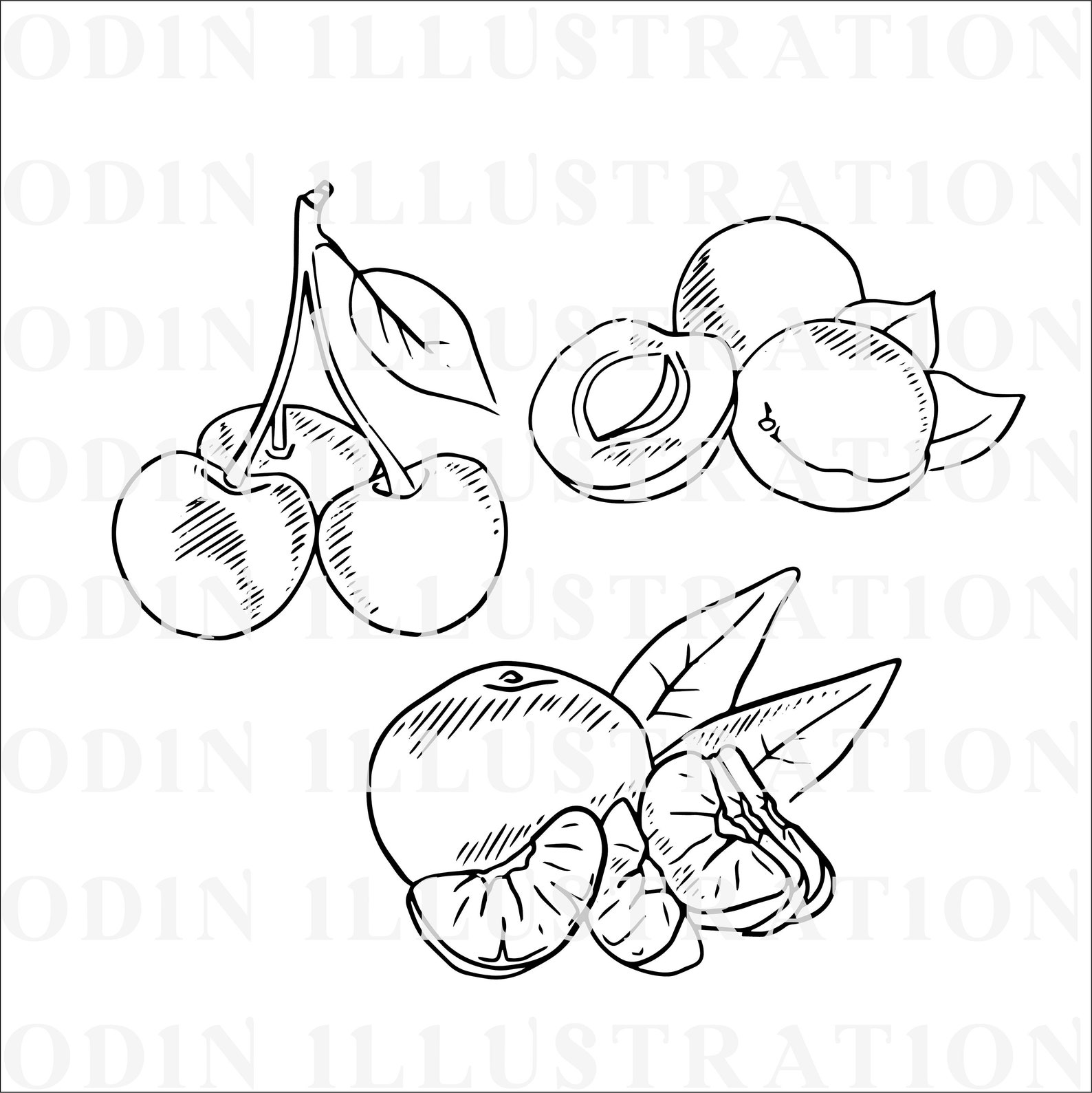 Fruit Clipart Bundle, Instant Download Line Drawn Svg, Png, Eps, Dxf ...