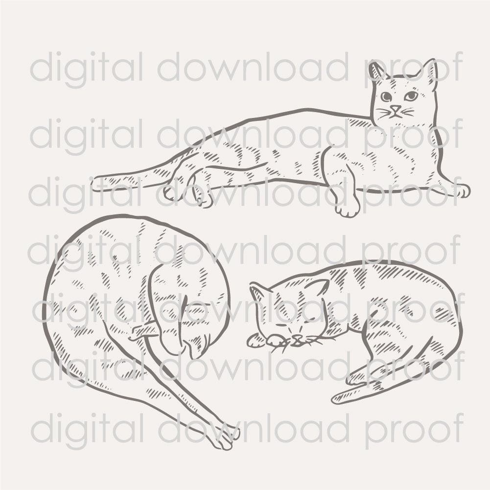 Cat Drawings, Instant Digital Download Line Drawing, Vector ...
