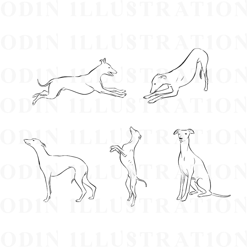 Hand Drawn Whippet Clipart, Greyhound Drawings, Printable Signthound ...