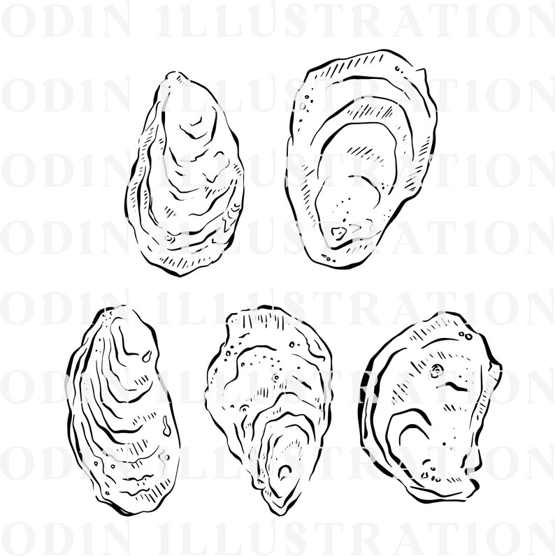 Oysters Line Drawn Clipart Bundle, Shellfish Illustrations, Instant ...