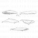 Line Drawn Whales, 20 Png, Svg, Dxf & Eps Files at 300 Dpi, Sea Life ...