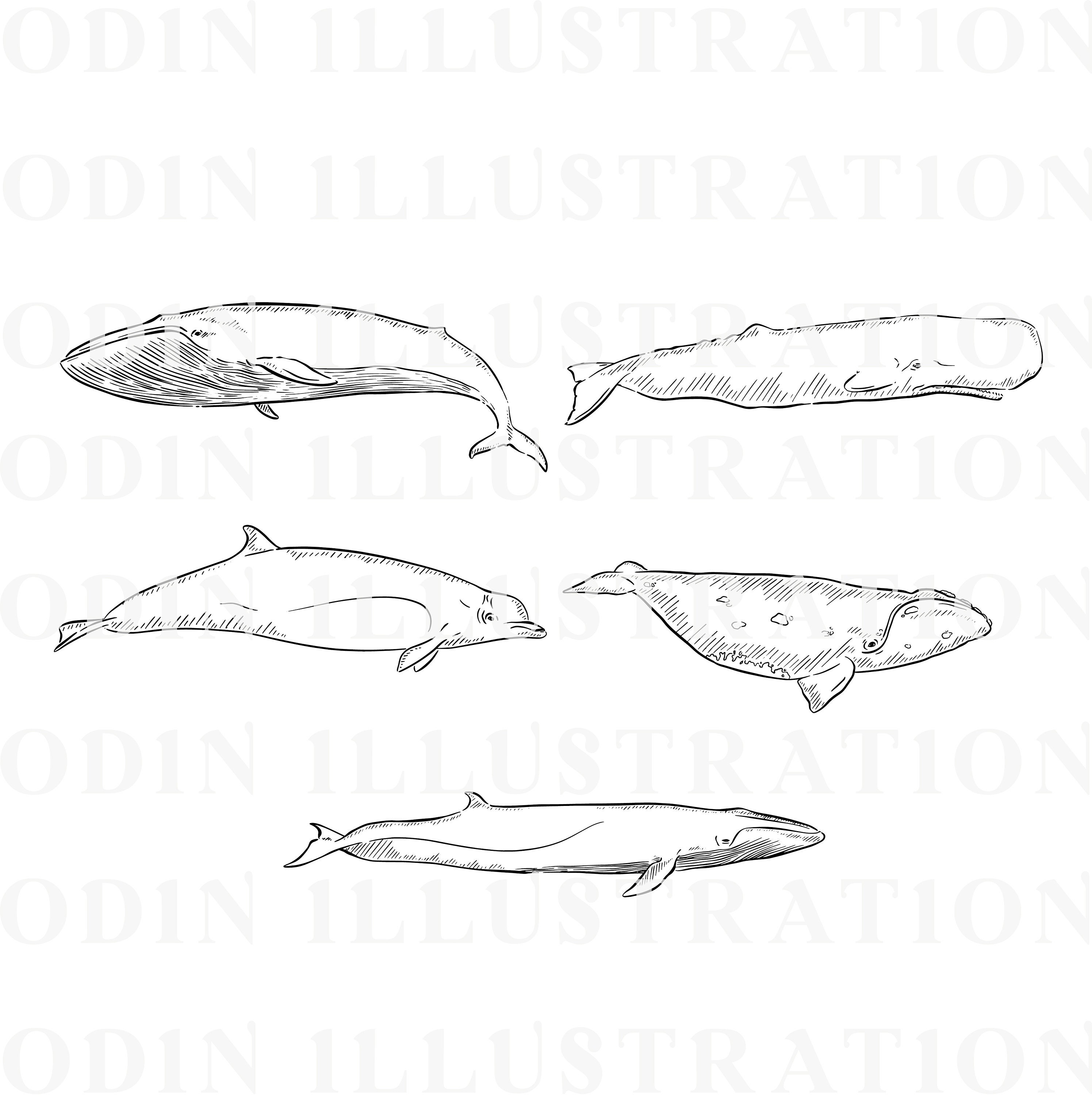 Line Drawn Whales, 20 Png, Svg, Dxf & Eps Files at 300 Dpi, Sea Life ...