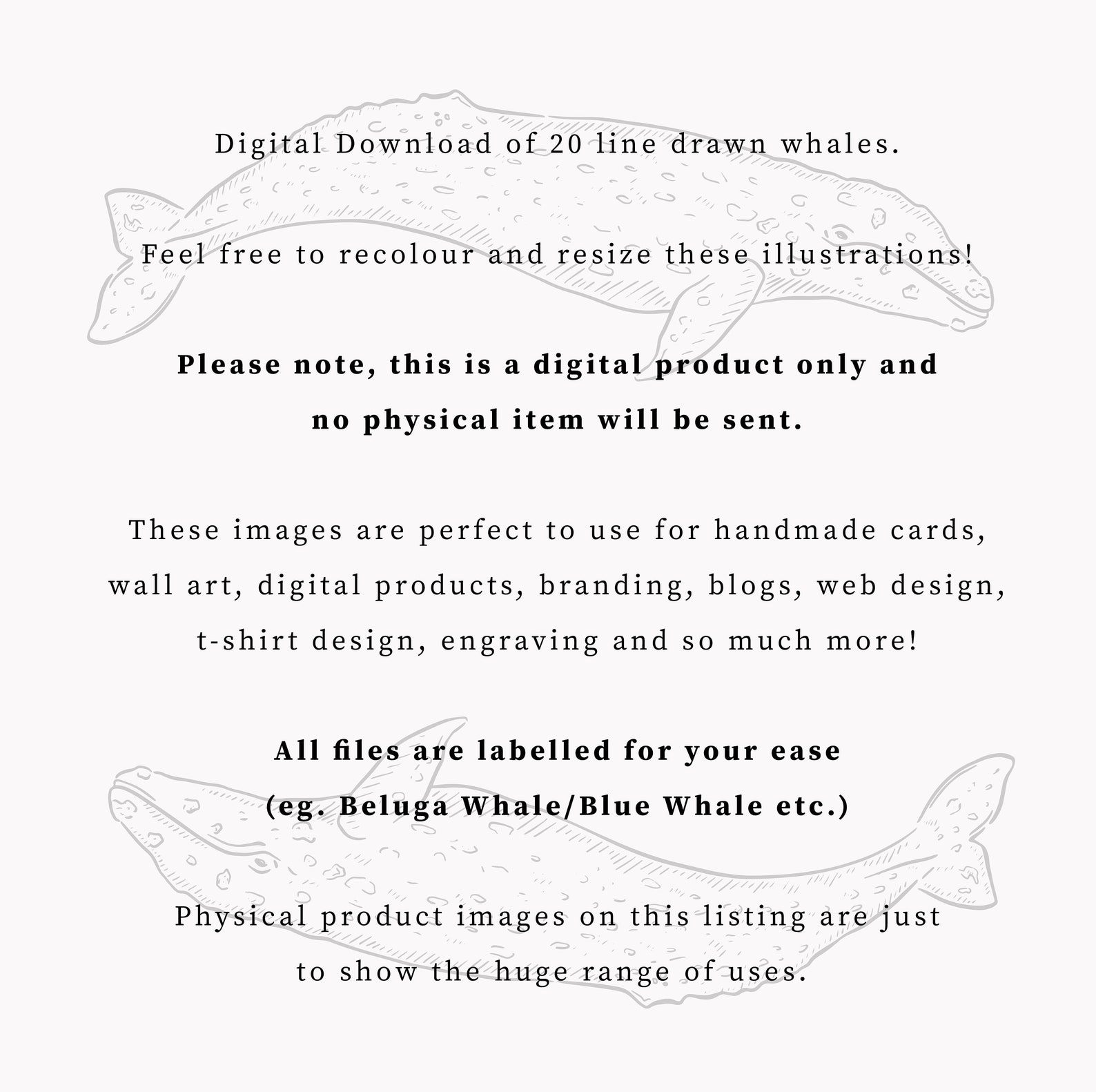 Line Drawn Whales, 20 Png, Svg, Dxf & Eps Files at 300 Dpi, Sea Life ...