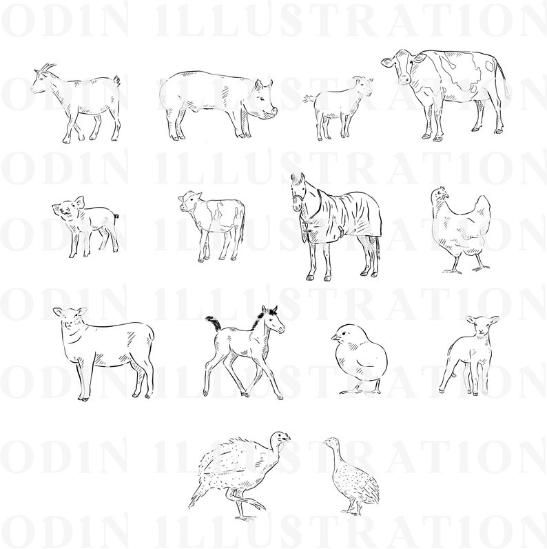 Farm Animal Line Drawn Clipart, 40 Png, Svg, Dxf & Eps Files at 300 Dpi ...