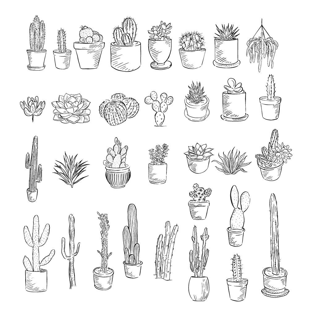 Cactus Clipart House Plant Digital Download Illustration - Etsy