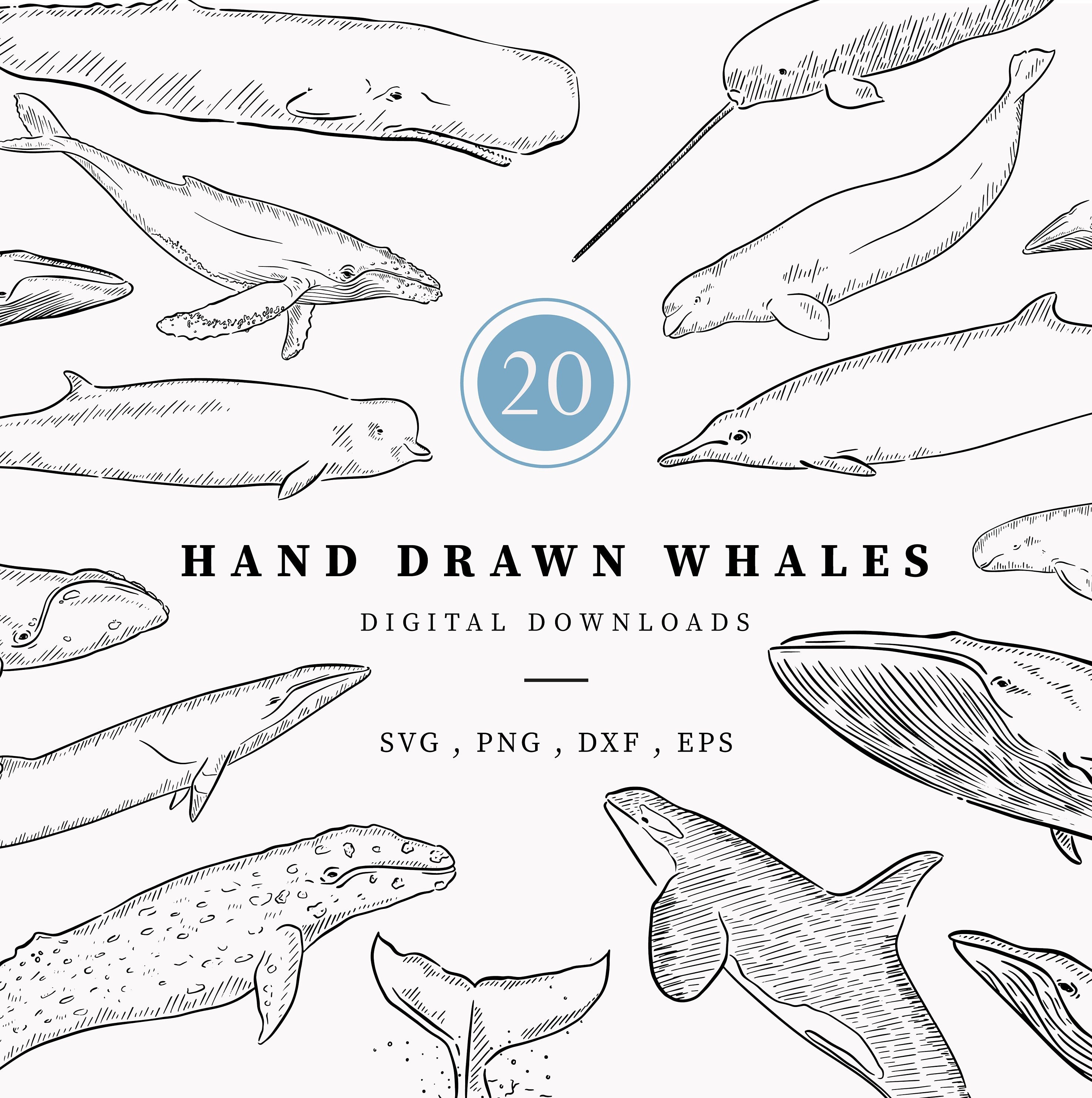 Line Drawn Whales, 20 Png, Svg, Dxf & Eps Files at 300 Dpi, Sea Life ...