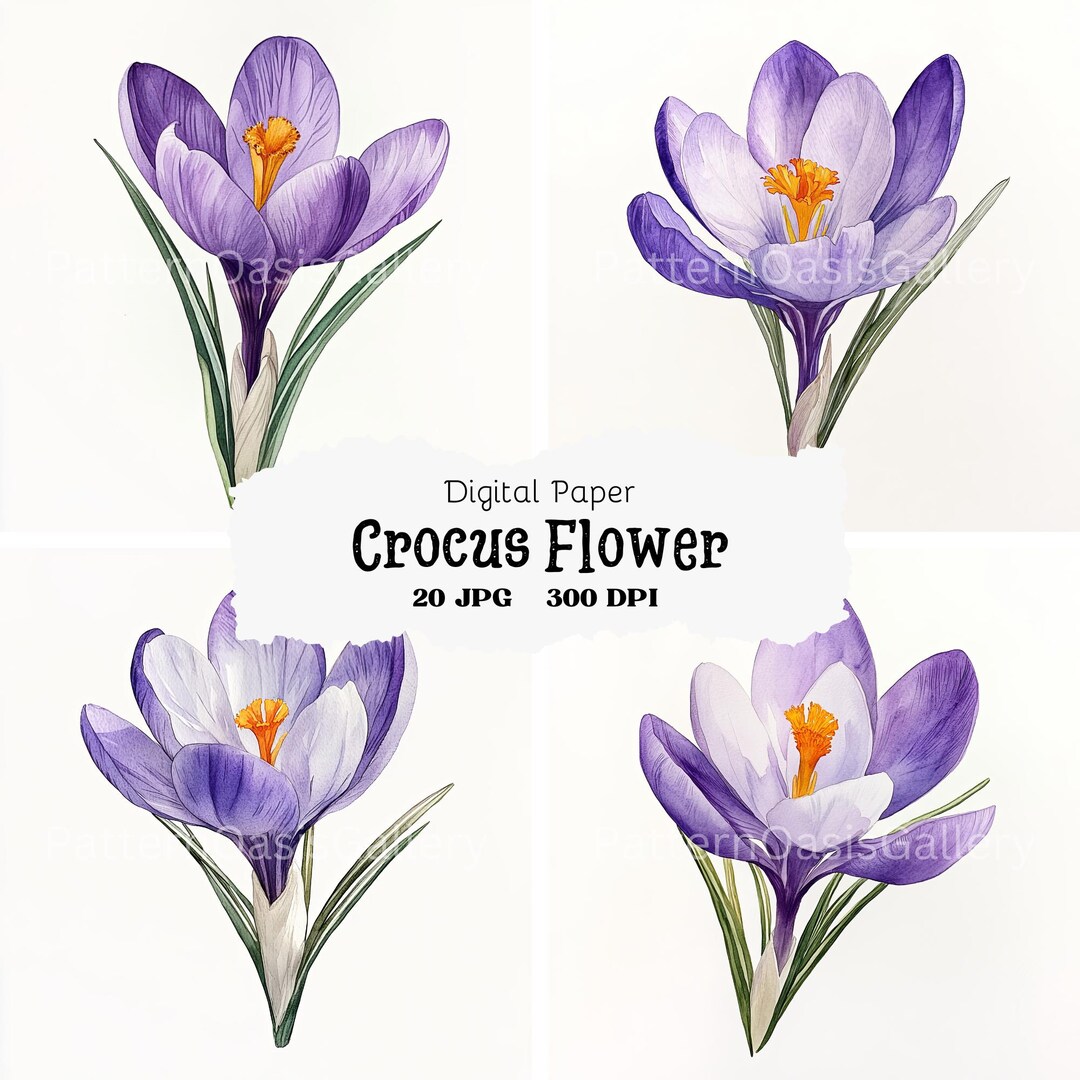 20 Purple Crocus Flower Clipart, Crocus Clipart, Jpgs, Junk Journal ...