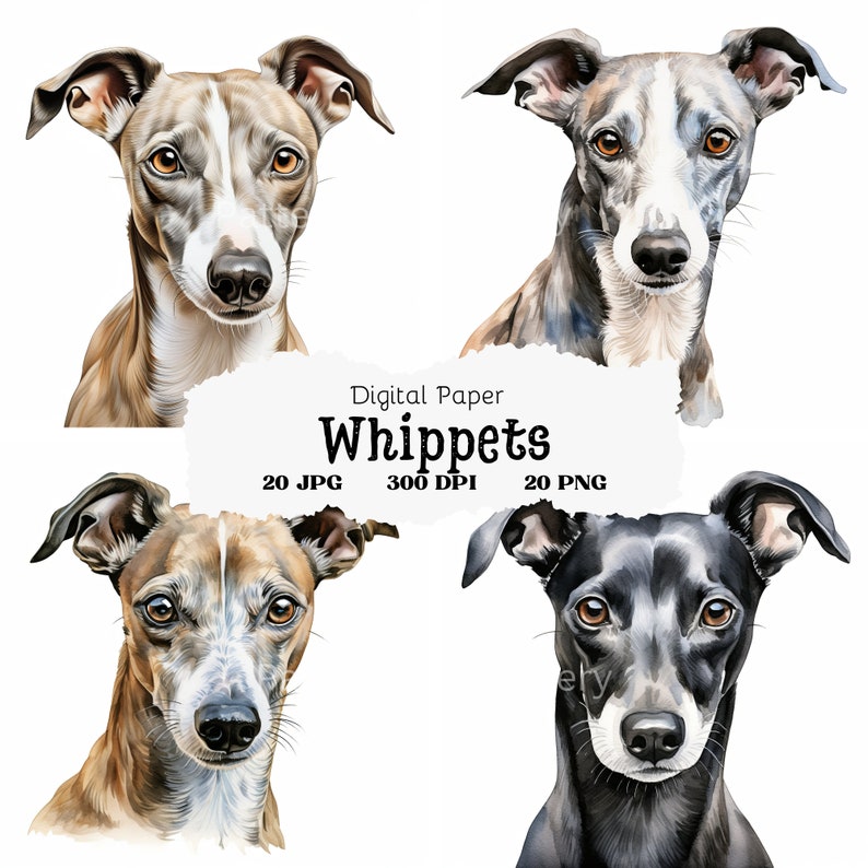 Whippet Clipart, Whippet Portrait Clip Art, Dog Clipart, 20 Designs ...