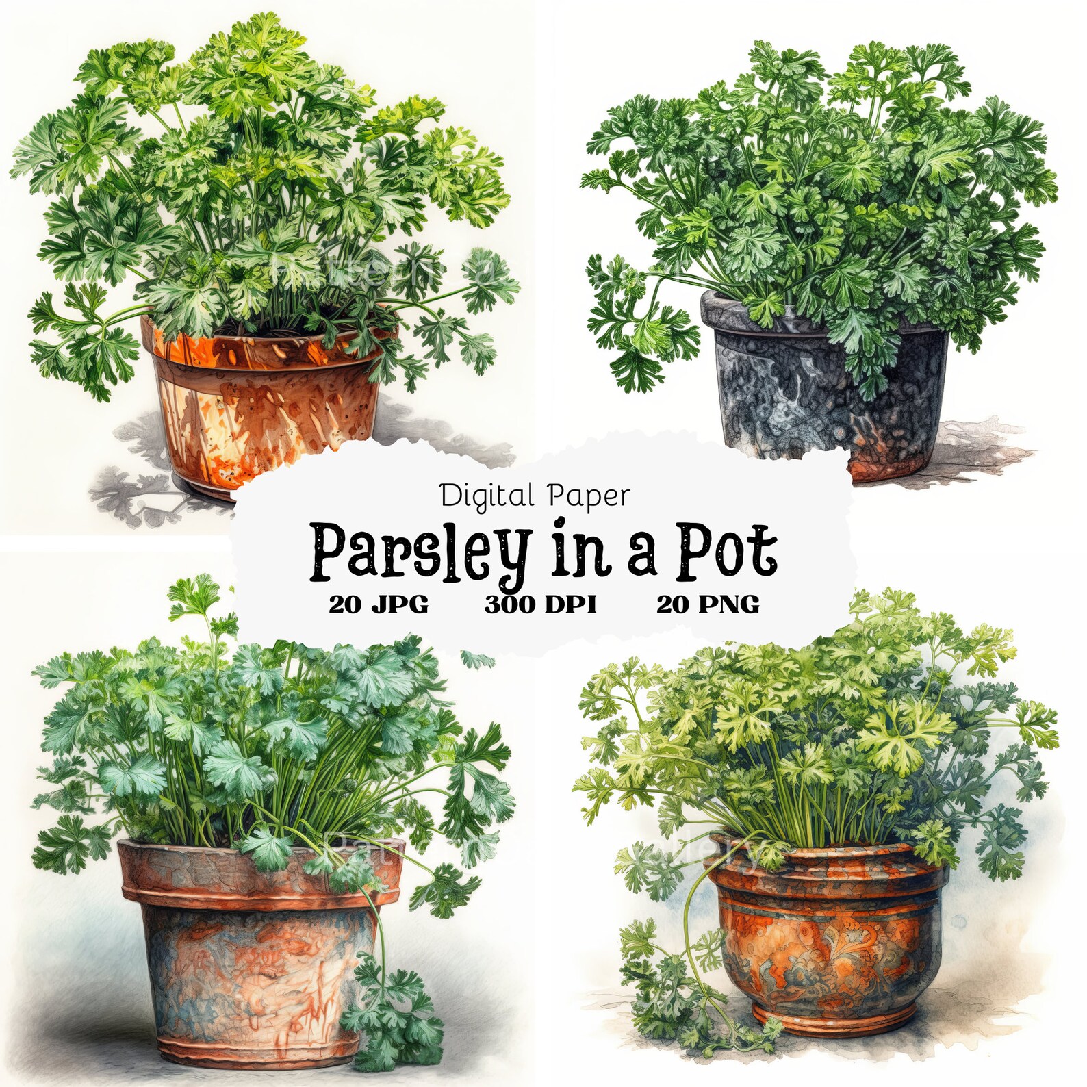 20 Parsley in Pots Clipart, Herbs Clipart, Parsley Images, Printable ...