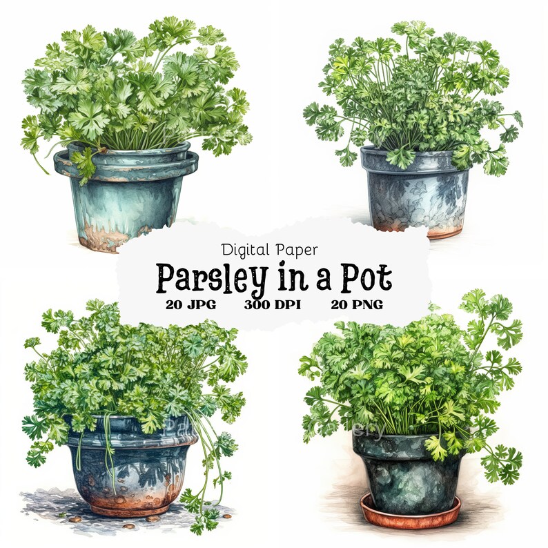 20 Parsley in Pots Clipart, Herbs Clipart, Parsley Images, Printable ...