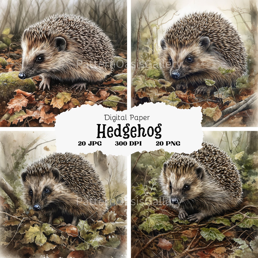 20 Cute Hedgehog Clipart, Hedgehog Images, Wildlife Images, Nature ...