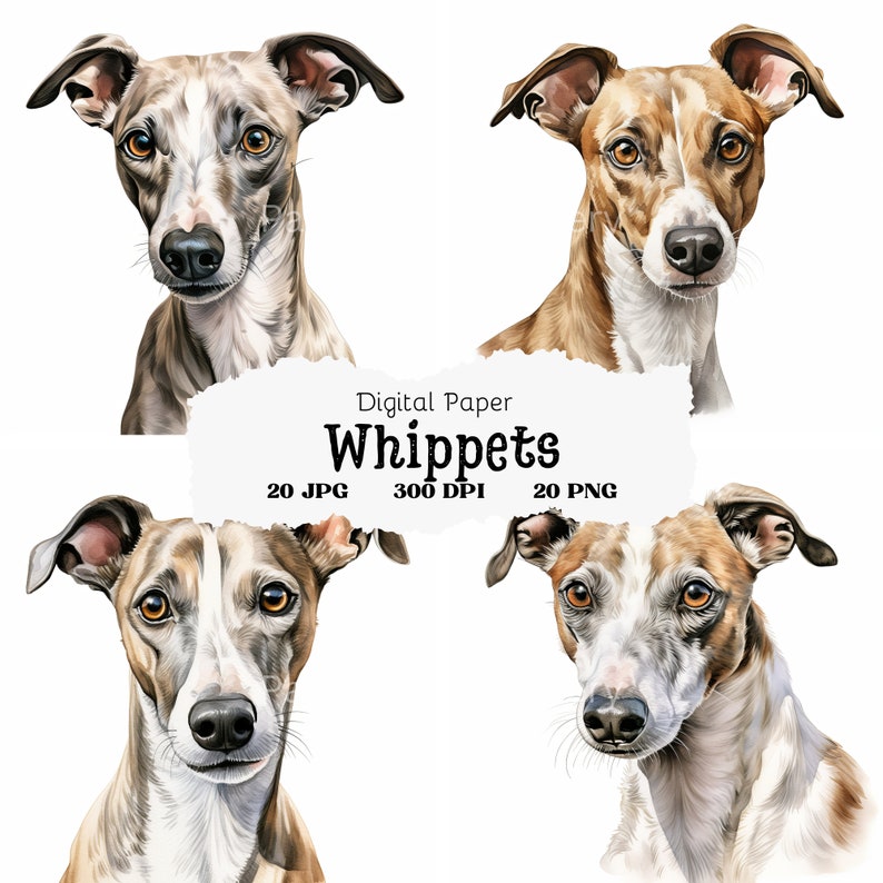 Whippet Clipart, Whippet Portrait Clip Art, Dog Clipart, 20 Designs ...