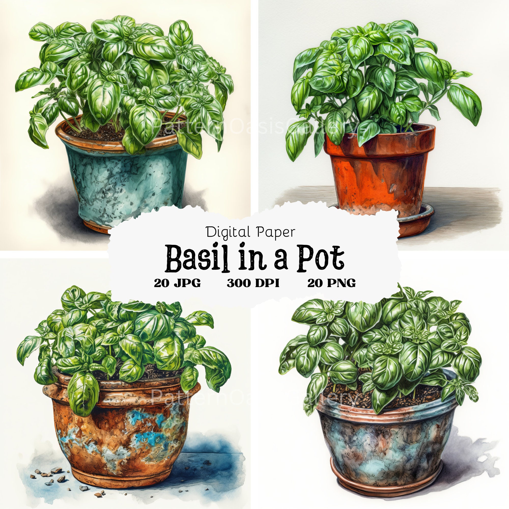 20 Basil in Pots Clipart, Herbs Clipart, Basil Images, Printable ...