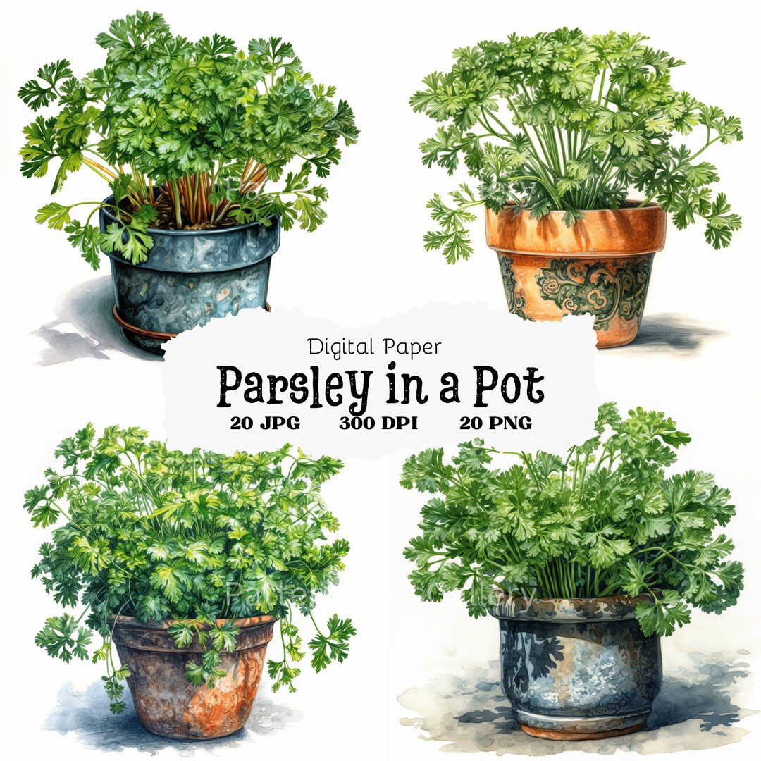 20 Parsley in Pots Clipart, Herbs Clipart, Parsley Images, Printable Watercolor Clipart, Wall ...