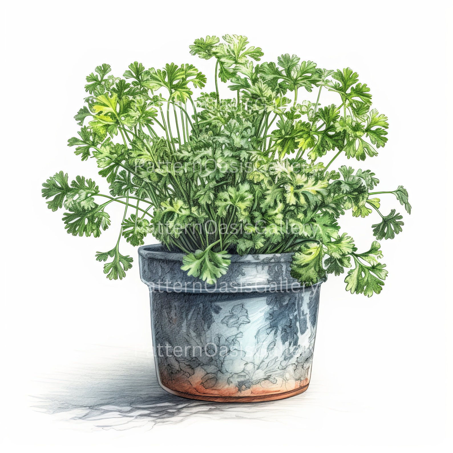 20 Parsley in Pots Clipart, Herbs Clipart, Parsley Images, Printable ...