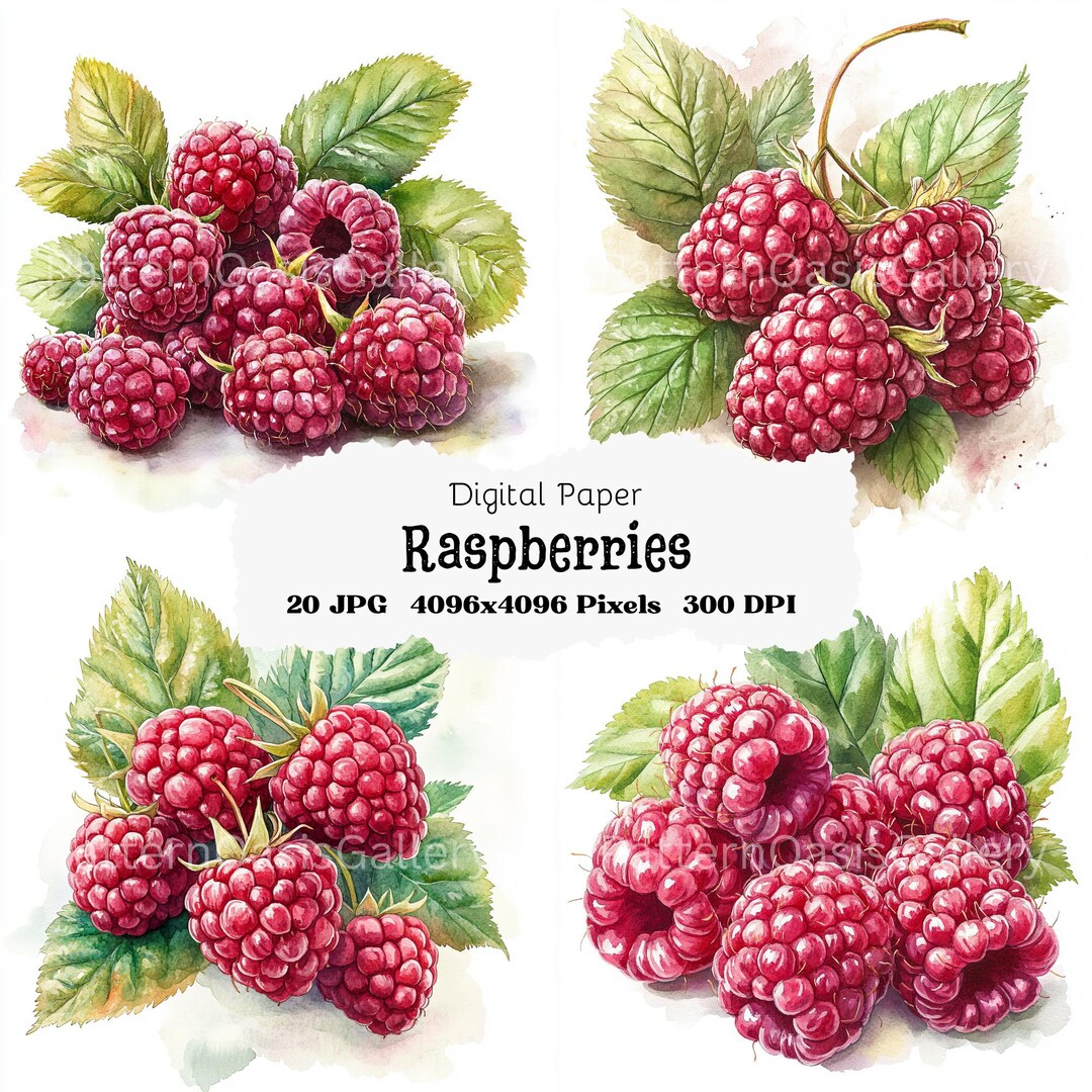 20 Raspberry Clipart, Watercolor Raspberry Images, High-quality Jpgs ...