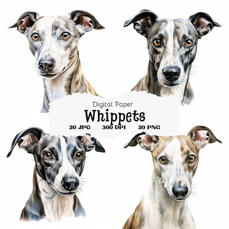 Whippet Clipart, Whippet Portrait Clip Art, Dog Clipart, 20 Designs ...