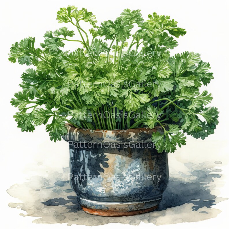 20 Parsley in Pots Clipart, Herbs Clipart, Parsley Images, Printable ...