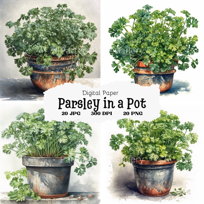 20 Parsley in Pots Clipart, Herbs Clipart, Parsley Images, Printable ...