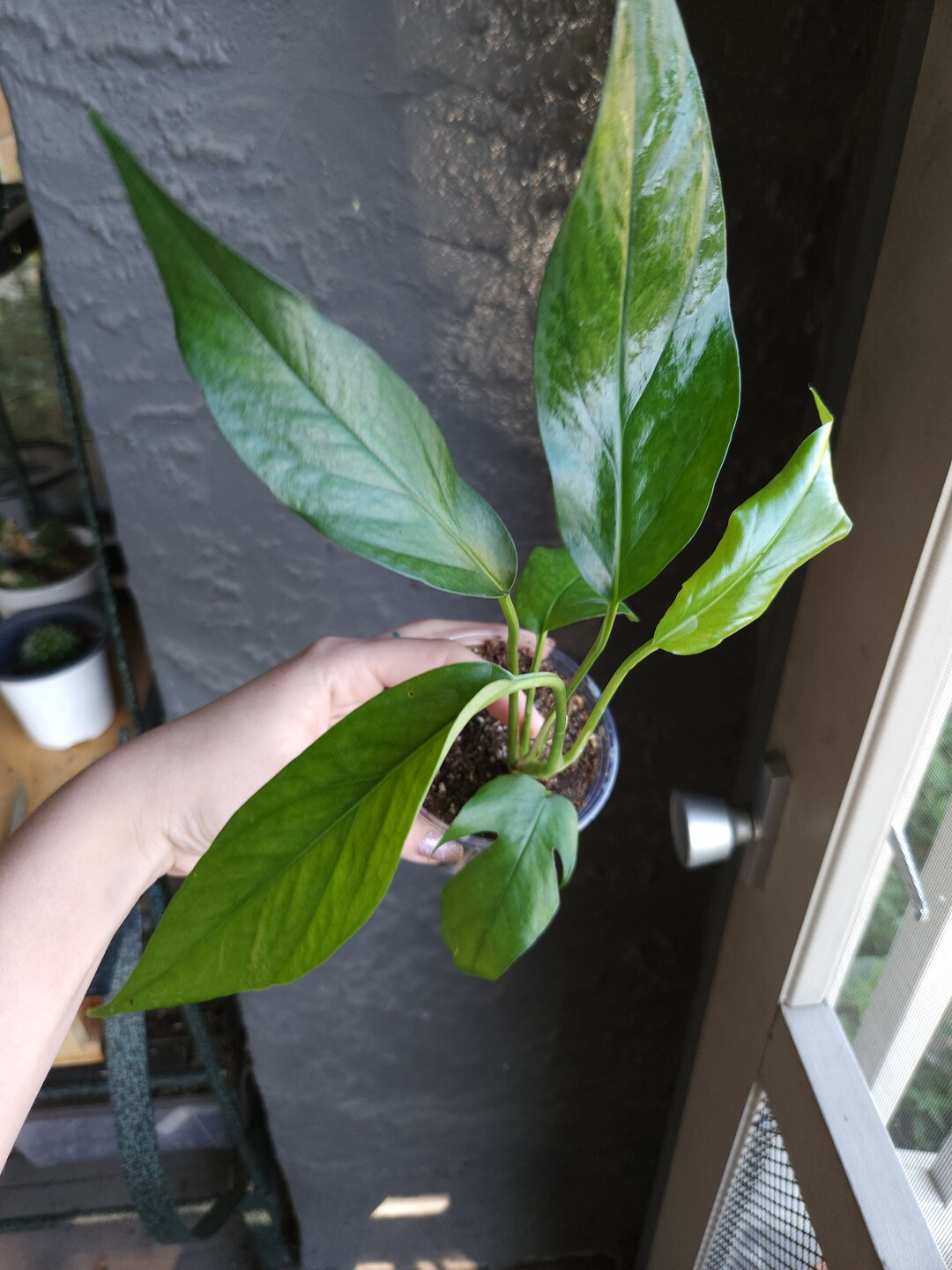Baltic Blue Pothos epipremnum Pinnatum in 3.5in Pot - Etsy