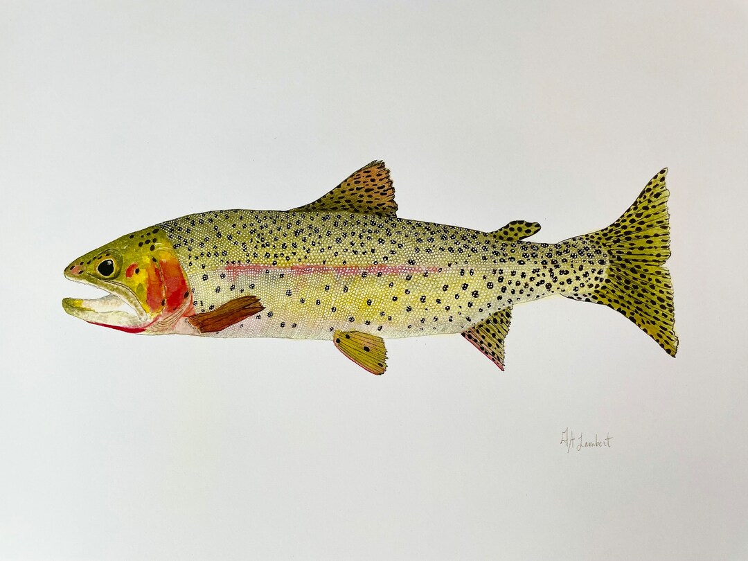 Cutthroat Trout Watercolor Illustration Print - Etsy