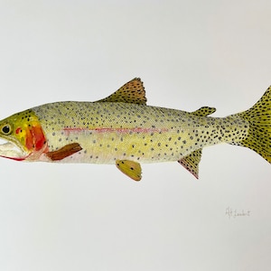 Cutthroat Trout Watercolor Illustration Print - Etsy