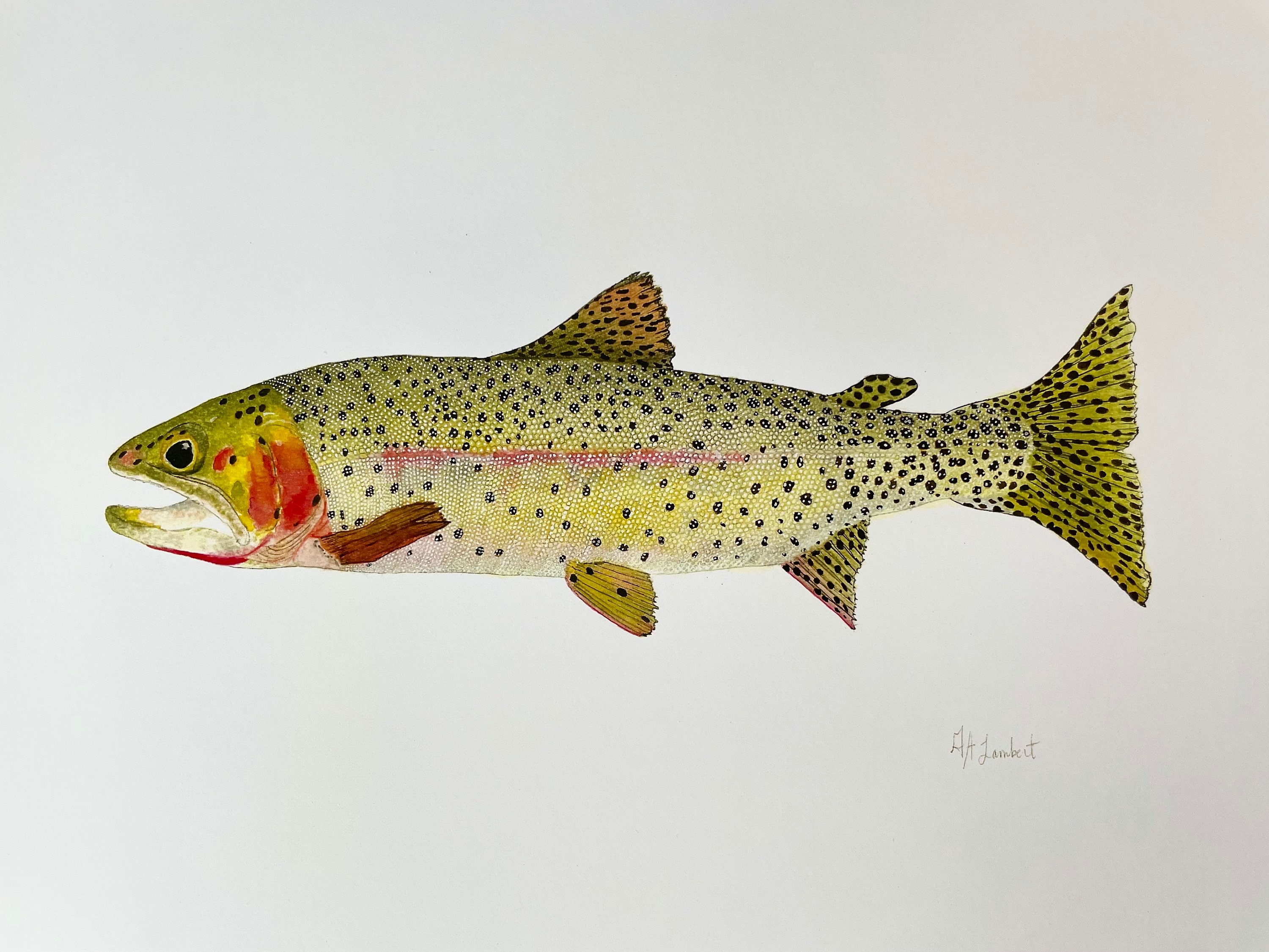 Cutthroat Trout Watercolor Illustration Print - Etsy