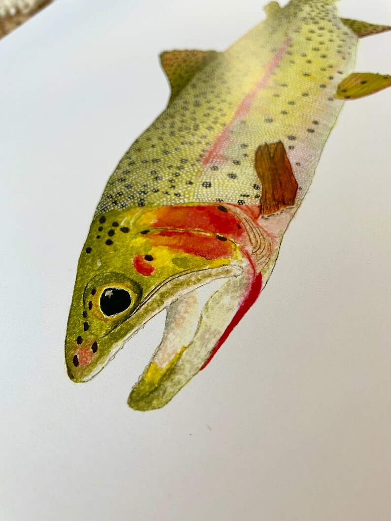 Cutthroat Trout Watercolor Illustration Print - Etsy