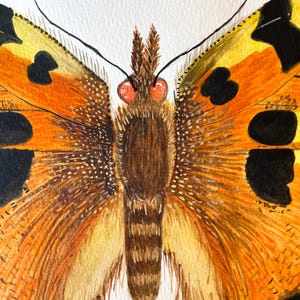 Large Tortoiseshell Watercolor Illustration - Original Painting - Etsy