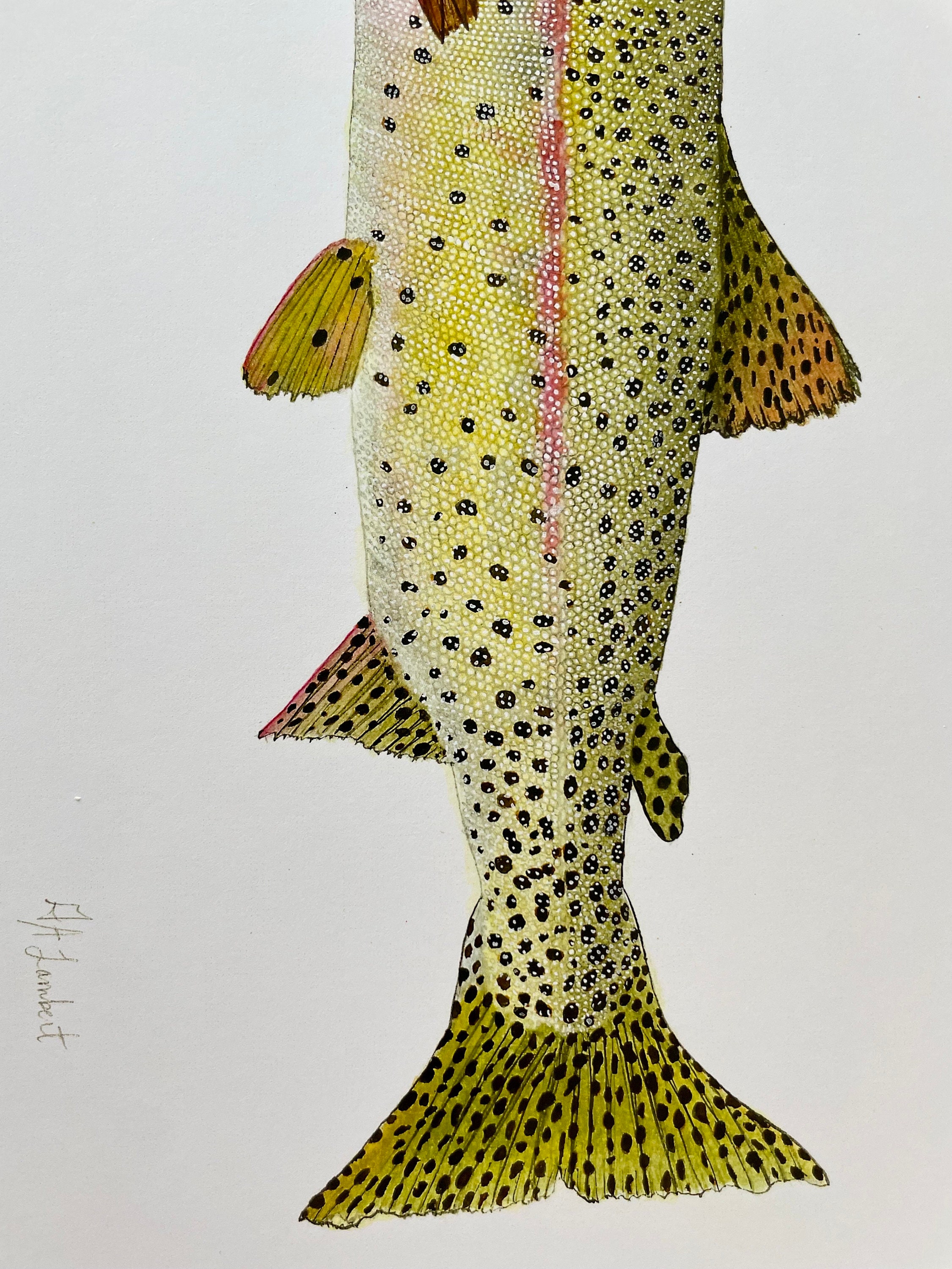 Cutthroat Trout Watercolor Illustration Print - Etsy
