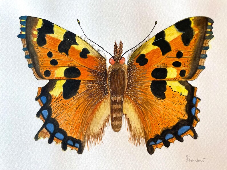 Large Tortoiseshell Watercolor Illustration - Original Painting - Etsy